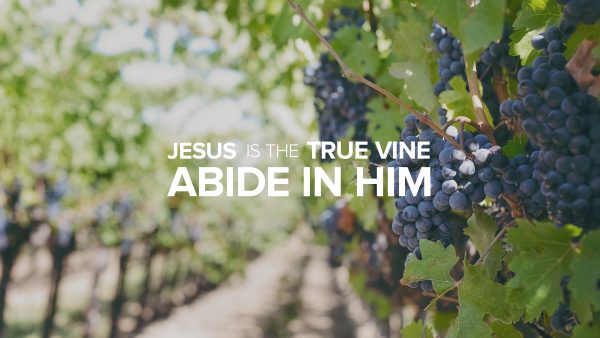 Jesus is the True Vine: Abide in Him and Bear much Fruit - Christ's ...
